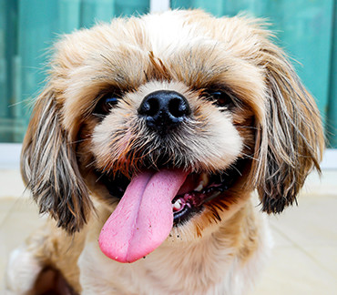 ¿Alimentación natural? ¿Por qué es mejor para mi perro? - Blog