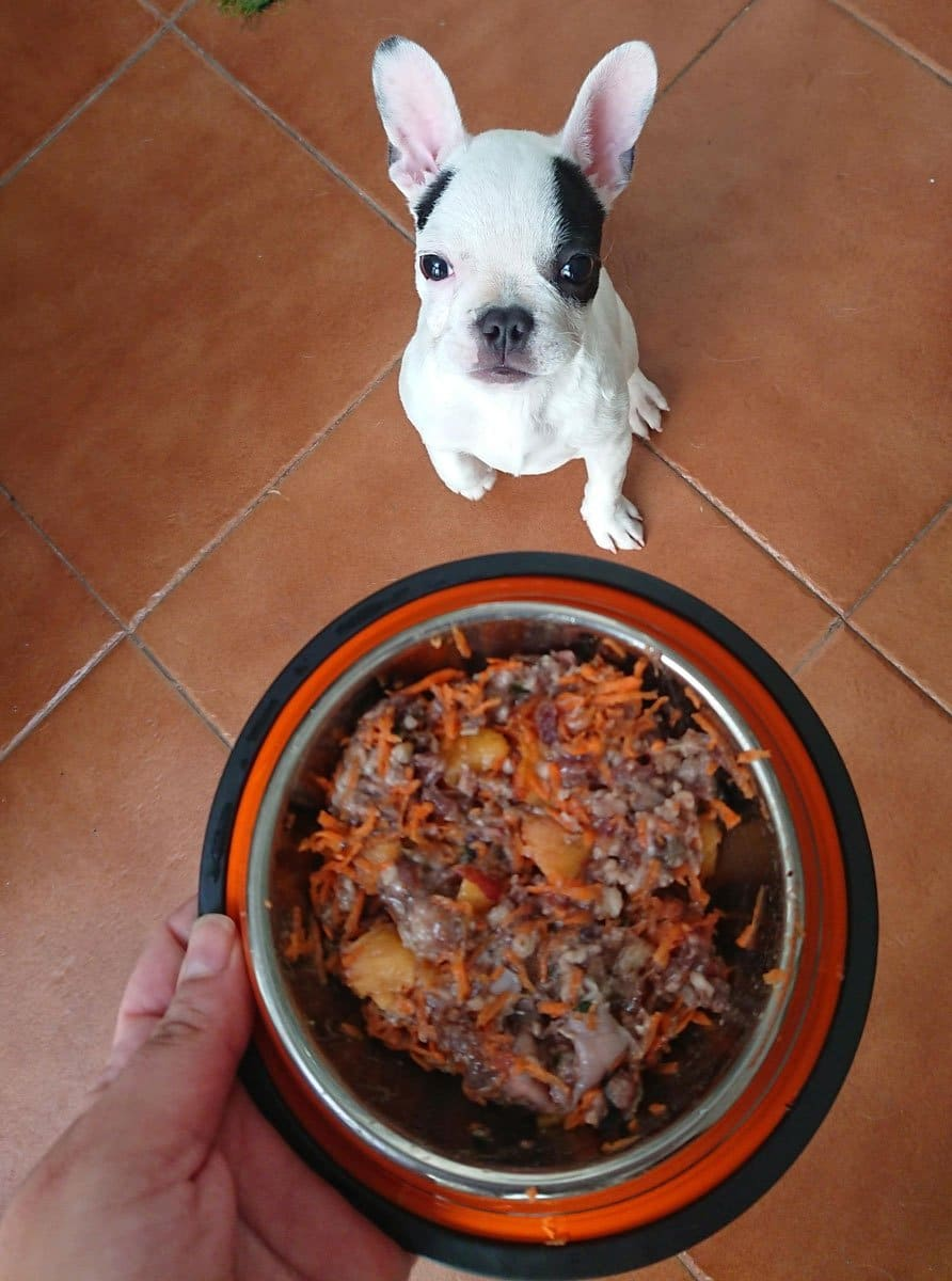 Dieta barf para perros | Retorn