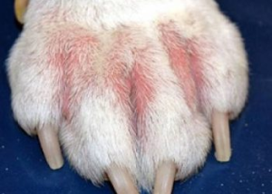 Alergia en perros: Síntomas, tratamientos y cuidados | Retorn