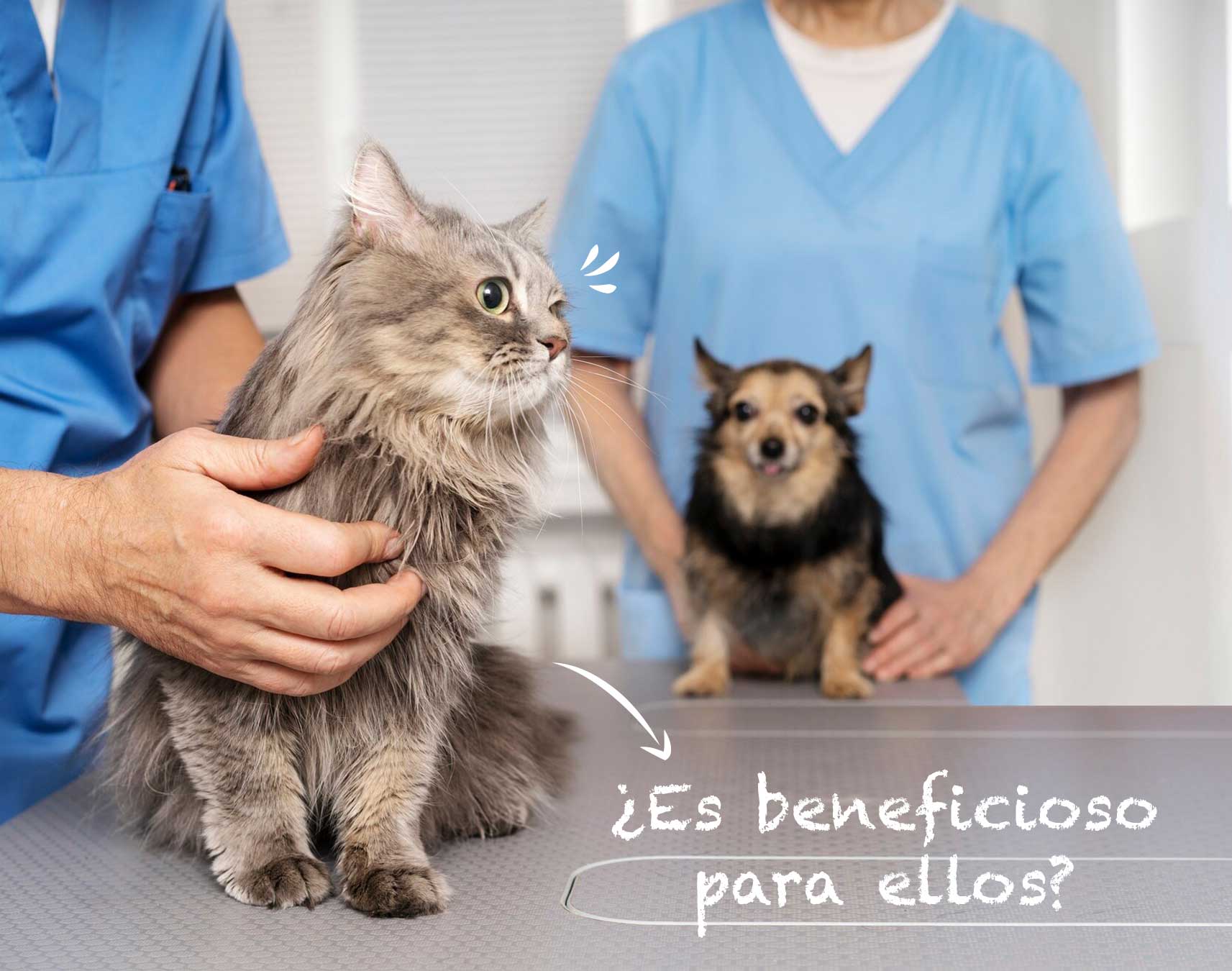 Castración en perros y gatos: Consecuencias y consideraciones ...