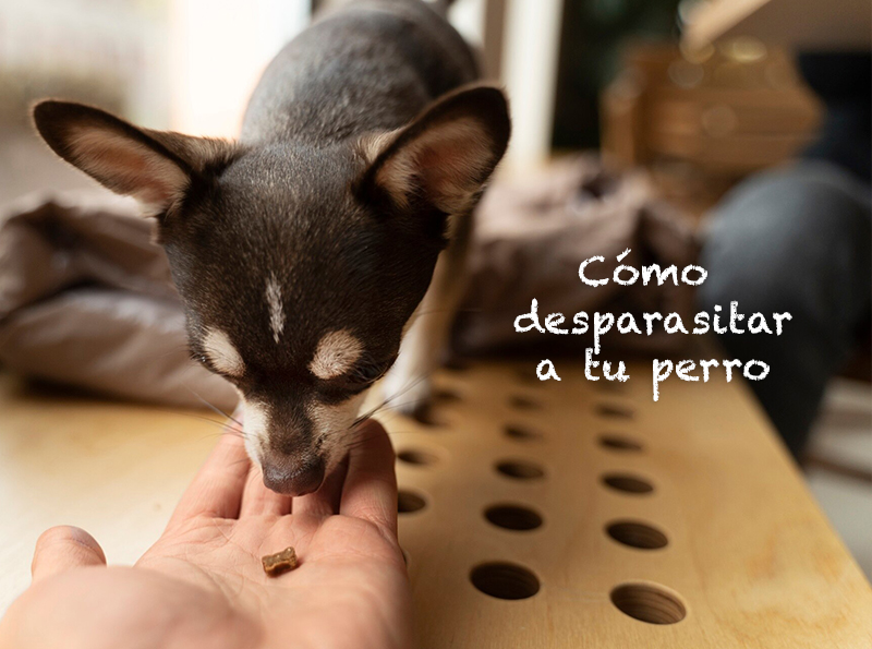 Cómo desparasitar a tu perro: Guía completa 2024 - Comunidad Retorn