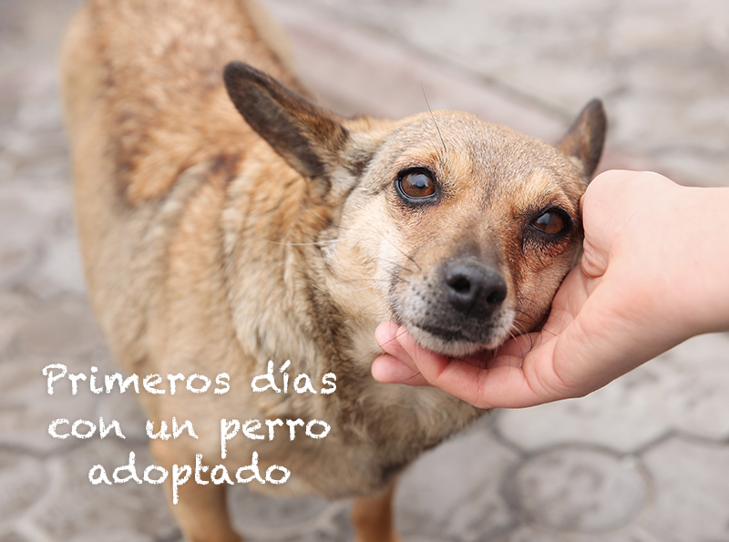 La primera noche con un perro adoptado: guía para una transición suave ...