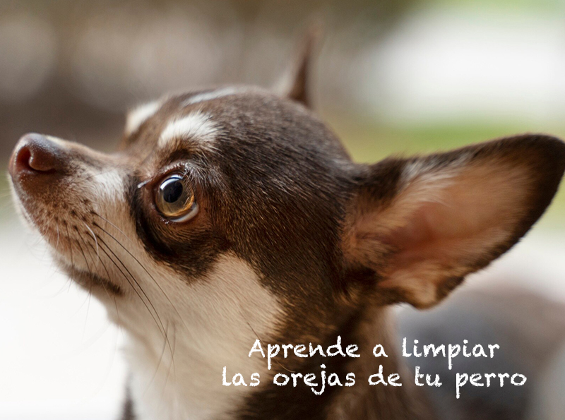 Guía completa para limpiar las orejas de tu perro - Comunidad Retorn