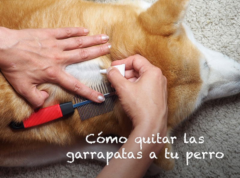 Cómo quitar una garrapata a un perro de manera segura - Comunidad Retorn