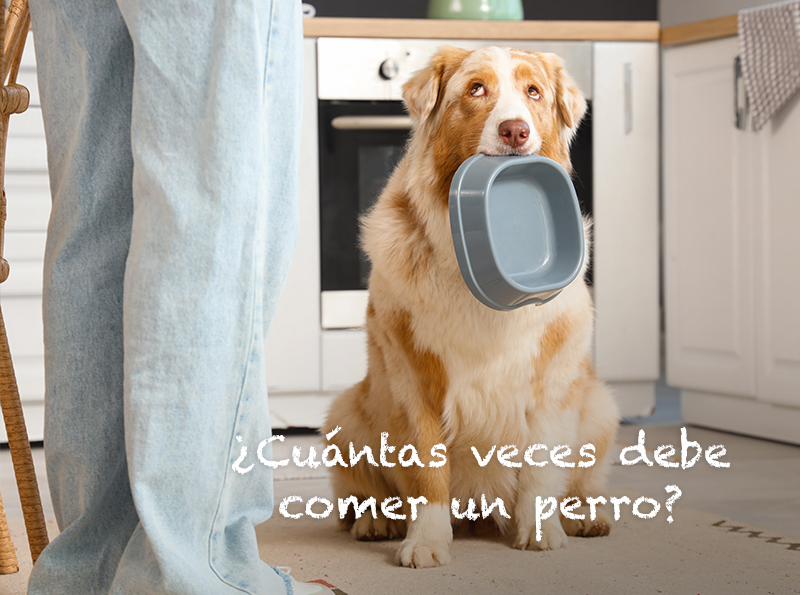 Está Bien Alimentar A Un Perro Una Vez Al Día