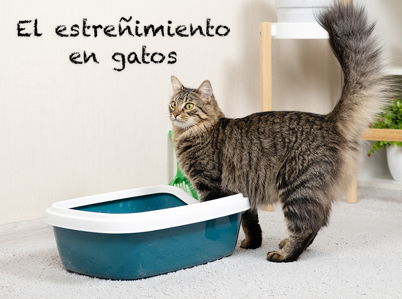Estreñimiento en gatos: causas y tratamiento - Comunidad Retorn