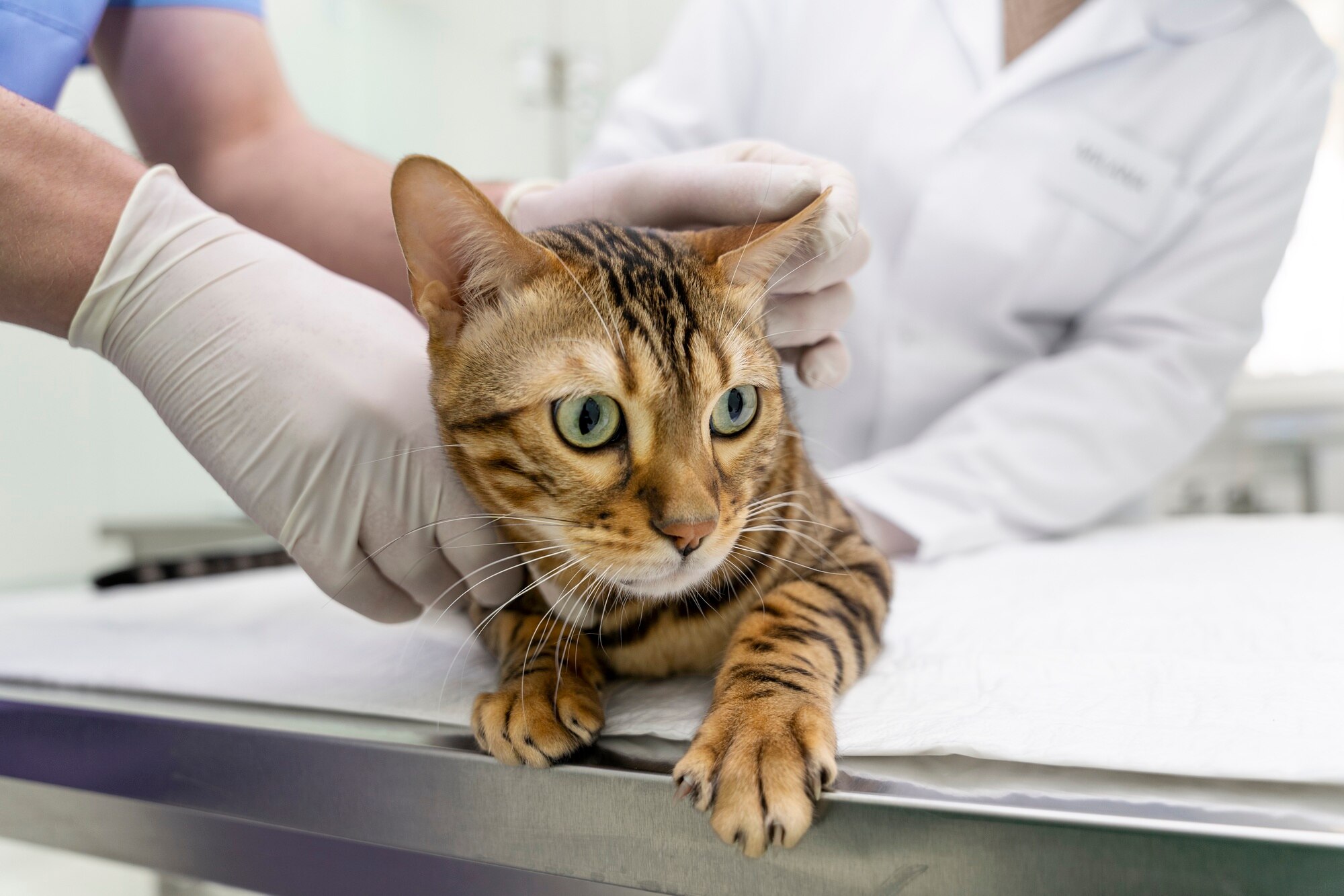 Vacunas para Gatos: Cuida la Salud de tu Compañero Felino - Comunidad ...