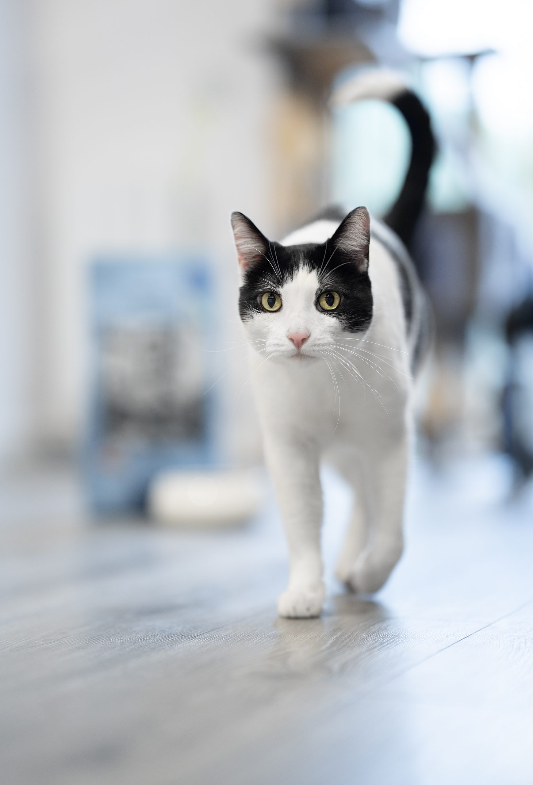Movimientos de Cola de tu Gato. Qué Significan y Cómo Interpretarlos ...